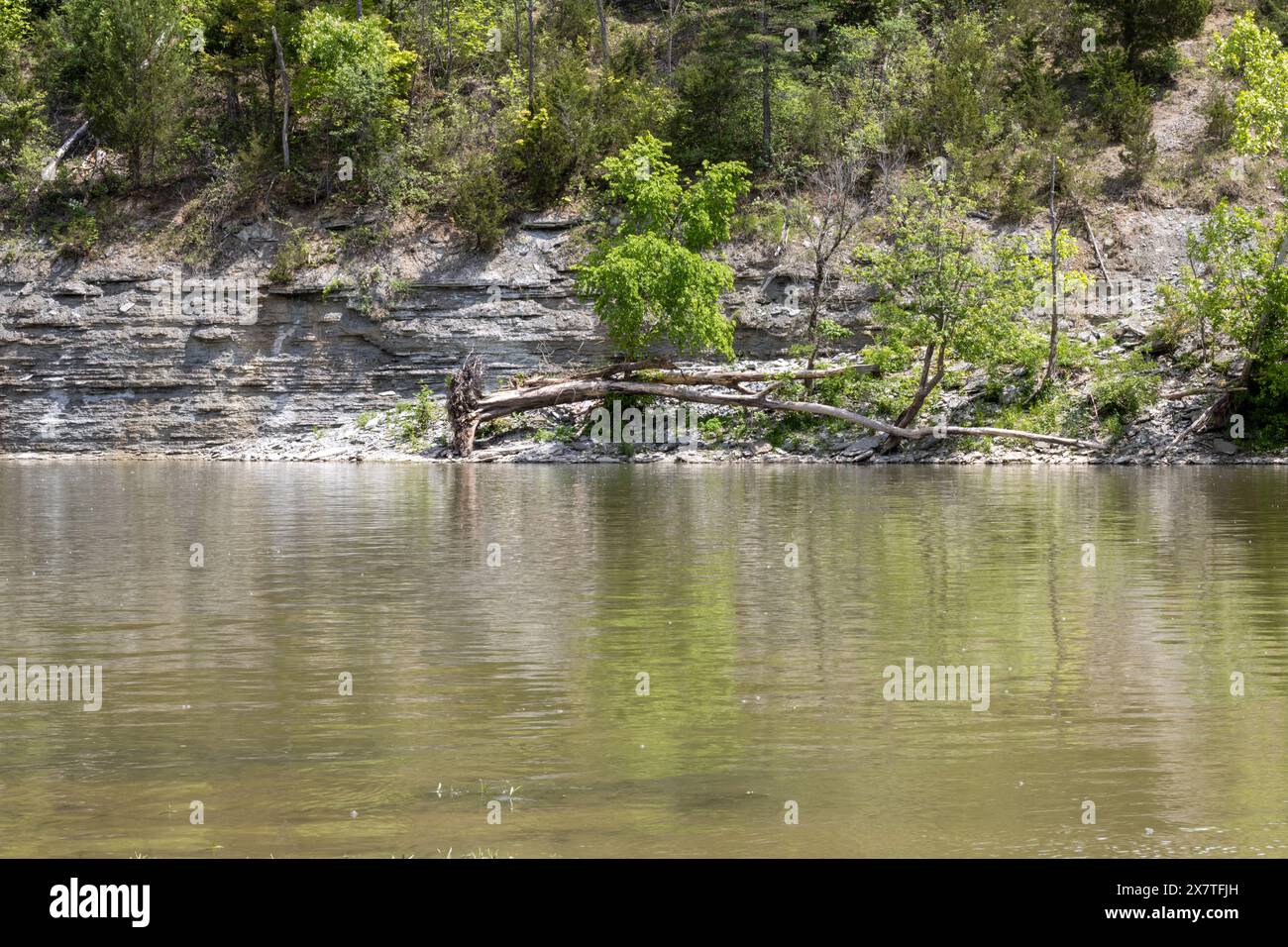 A fallen tree bridges a river, with stratified rocks behind. A ...