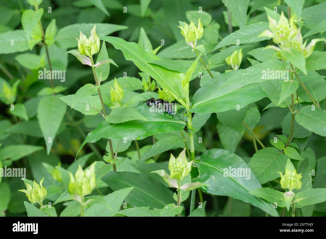 A group of Two-spotted Longhorn Bees, Melissodes bimaculatus, asleep in ...