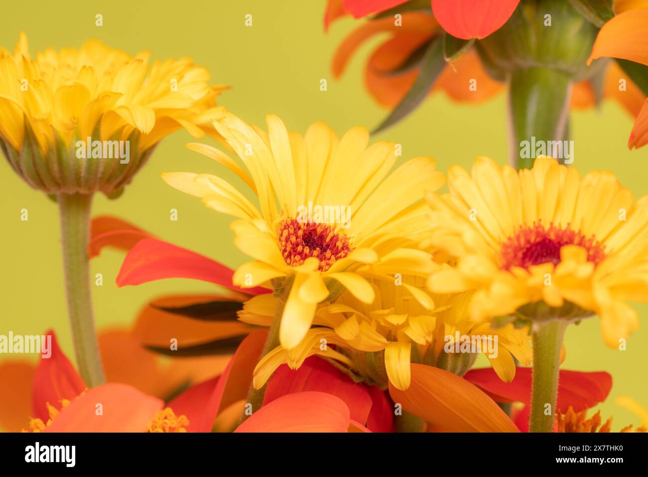 A colorful bouquet of yellow Calendula and orange Tithonia flowers ...