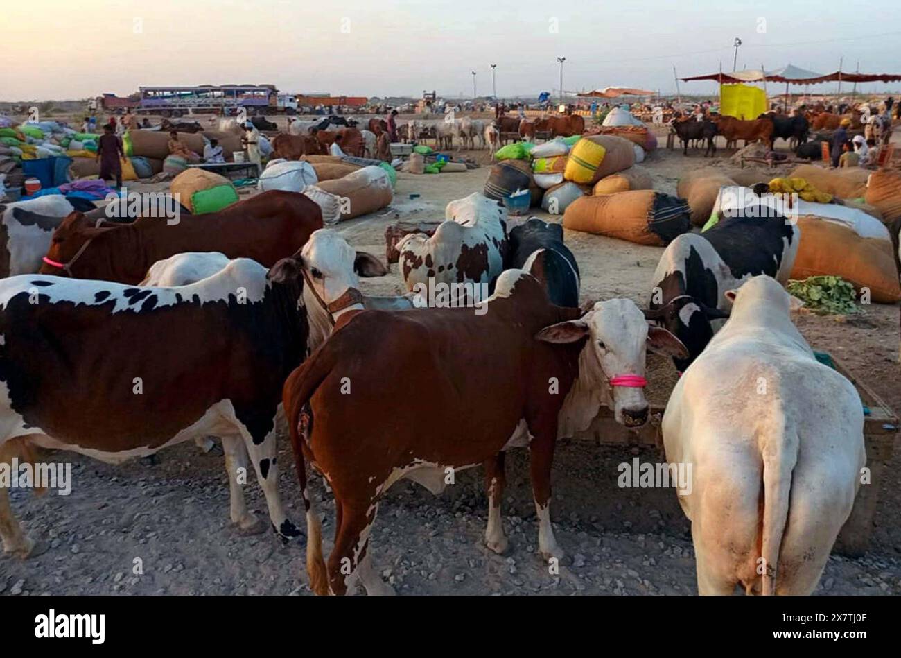 Sacrificial animals wait for their buyers at a make-shift sacrificial ...