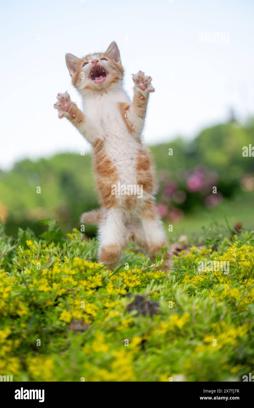 Cute baby yellow and white kitten leaping in the air with paws out and ...