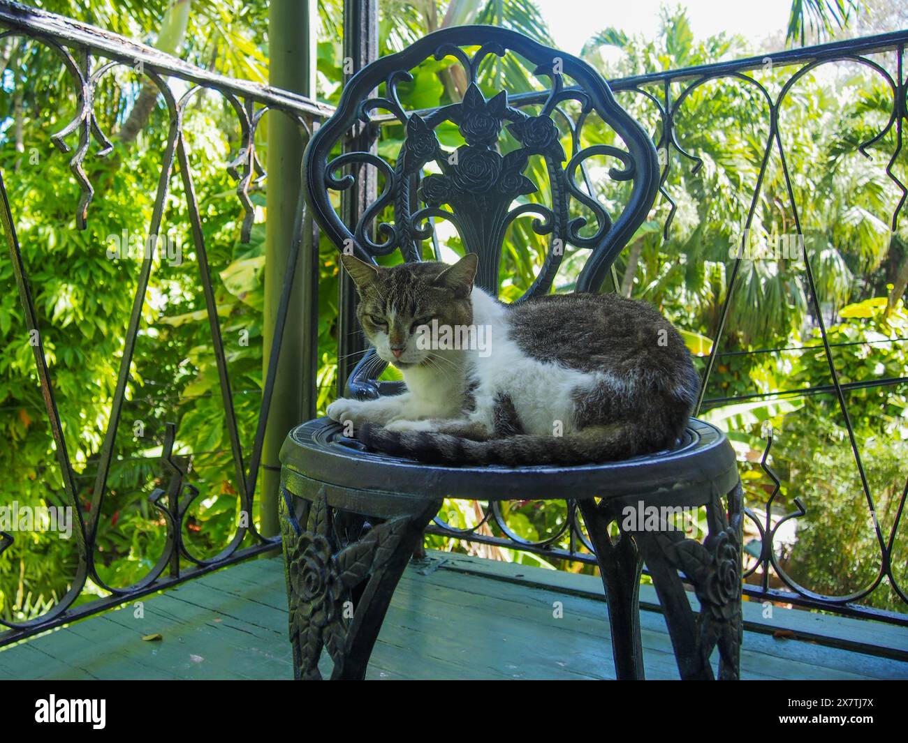 One of the many cats at the Ernest Hemingway House in Key West, Florida ...