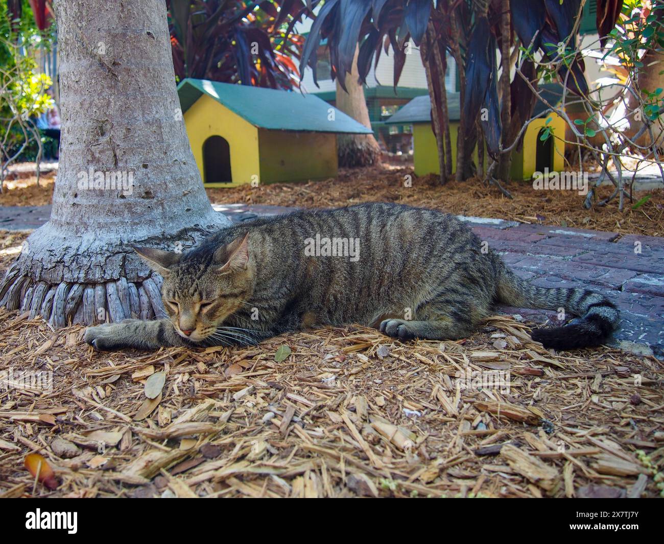 One of the many cats at the Ernest Hemingway House in Key West, Florida ...