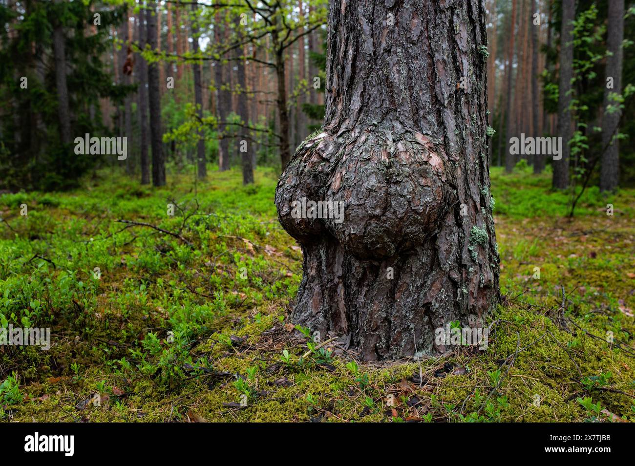 Tree tumor in the forest Stock Photo - Alamy