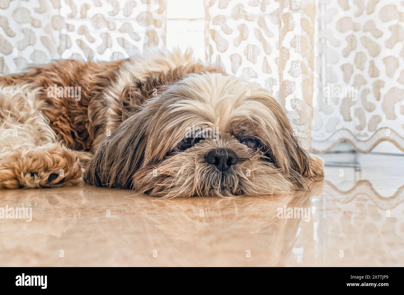 Long fur dog breed hi-res stock photography and images - Alamy