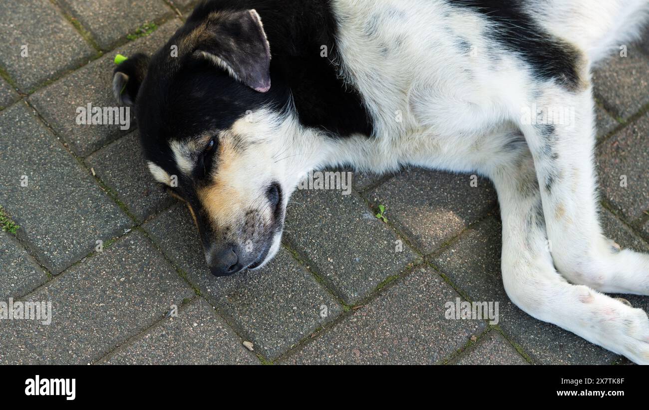Big breed homeless dog peacefully sleeping on the street, finding a ...