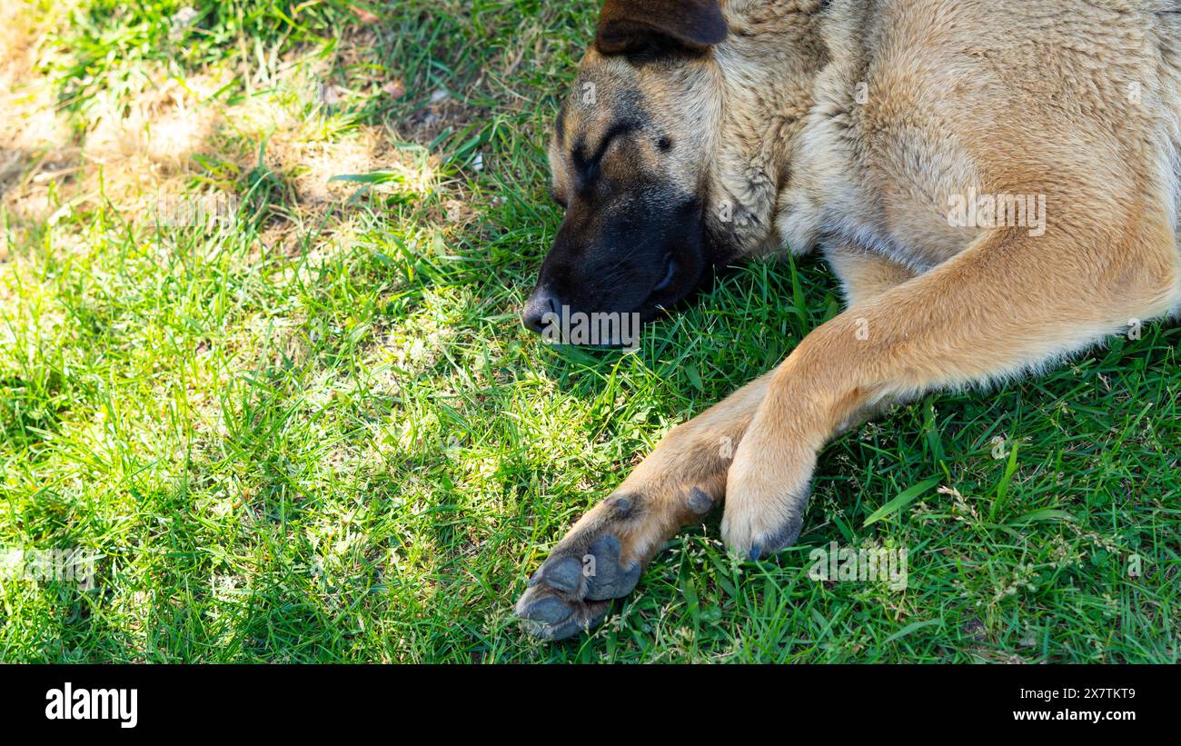 Large homeless dog with a sad expression. High quality photo Stock ...