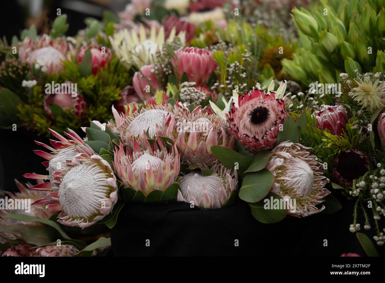 The marjorie mcclure school hi-res stock photography and images - Alamy