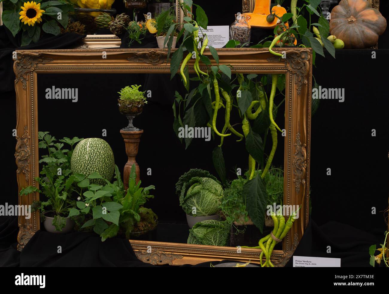 London, UK. 20th May, 2024. The She Grows Veg display of vegetables on ...
