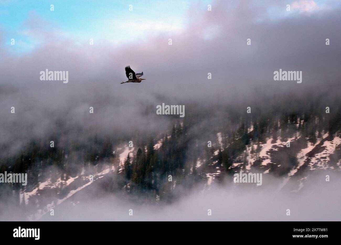 Several Heron Rookeries Each Spring. 21st May, 2024. A great blue heron ...