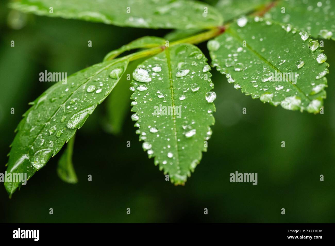 21 May 2024, Baden-Württemberg, Bösingen: Raindrops cling to the leaves ...