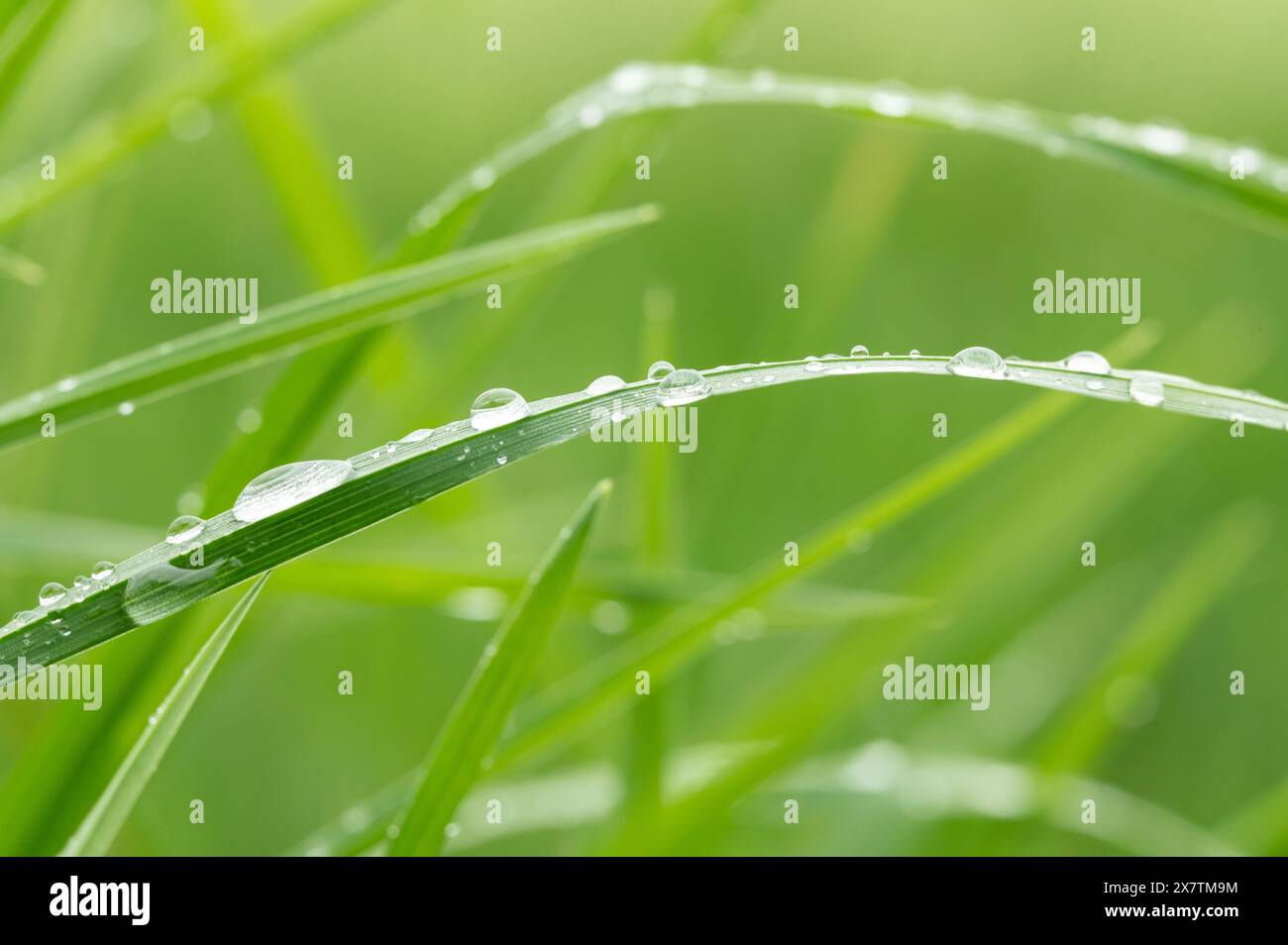 21 May 2024, Baden-Württemberg, Bösingen: Raindrops hang on blades of ...