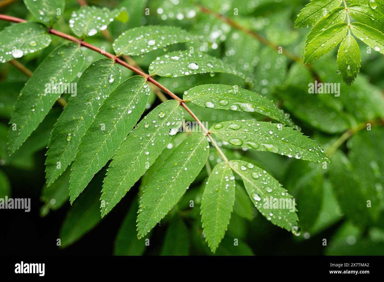21 May 2024, Baden-Württemberg, Bösingen: Raindrops cling to the leaves ...