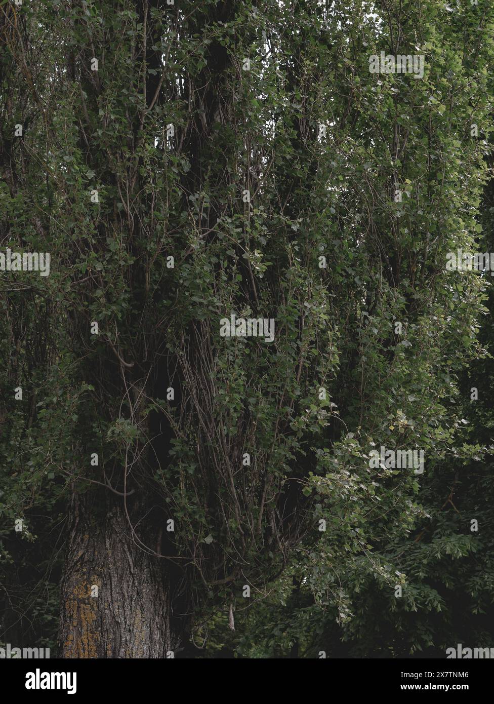 Close up poplar tree hi-res stock photography and images - Alamy