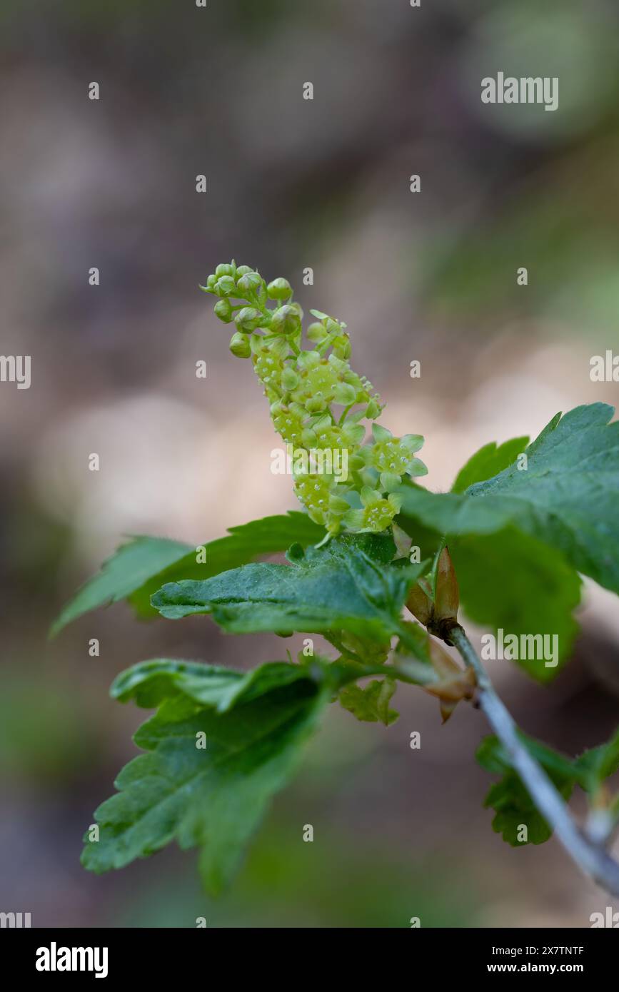 Alpine currant flowering Stock Photo - Alamy