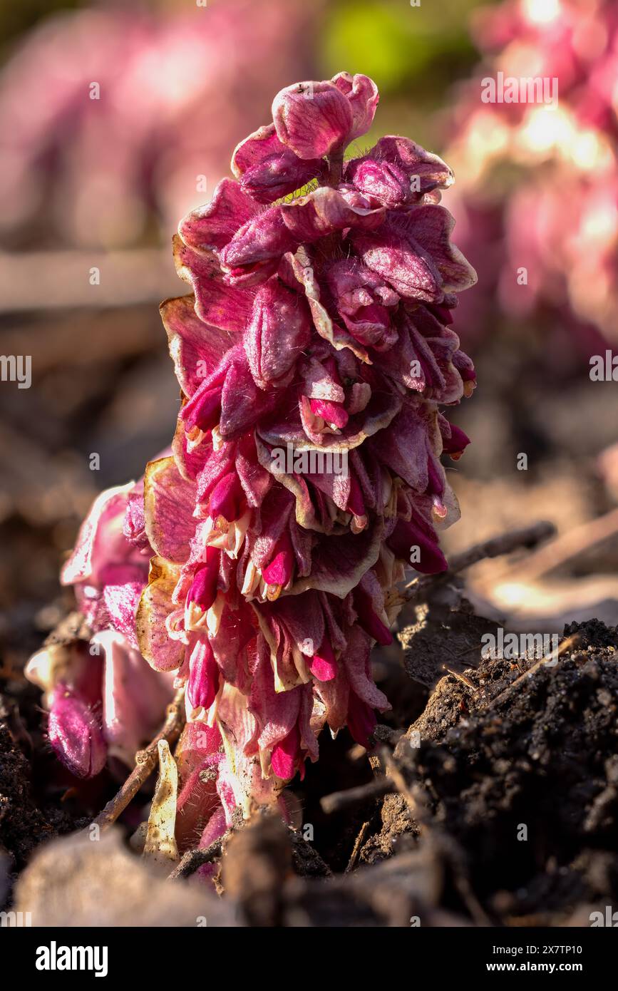 Common toothwort flowering Stock Photo - Alamy