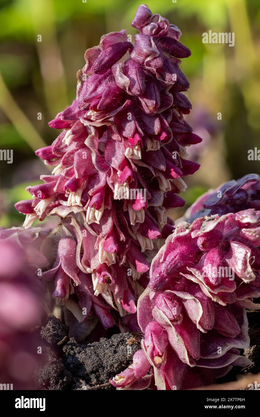 Common toothwort flowering Stock Photo - Alamy
