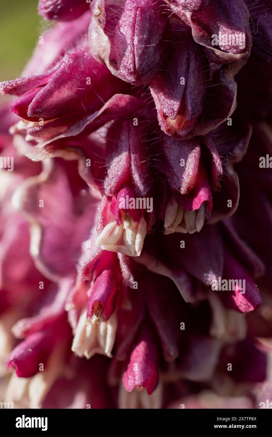 Common toothwort flowering Stock Photo - Alamy