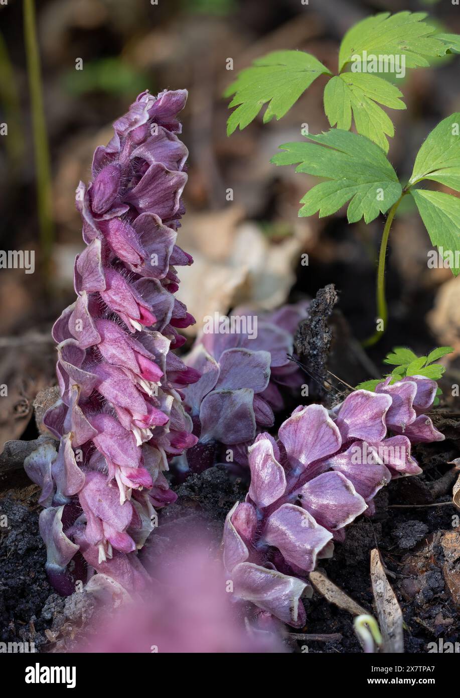 Common toothwort flowering Stock Photo - Alamy