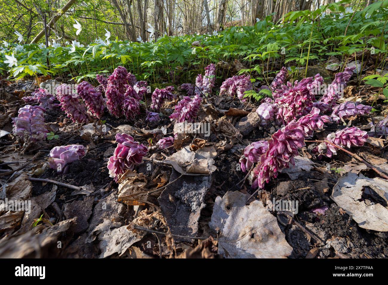 Common toothwort flowering Stock Photo - Alamy