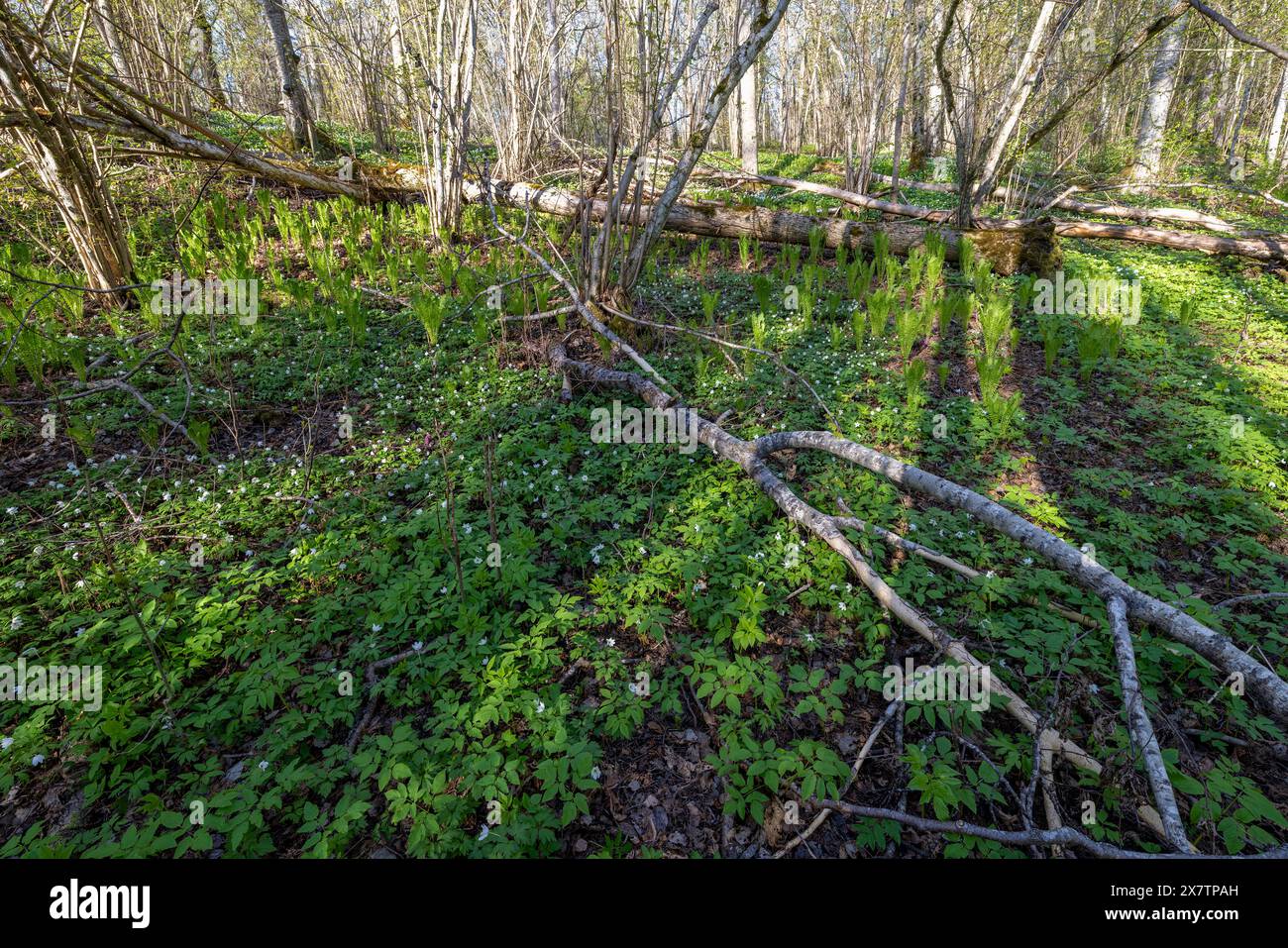 Hazel grove hi-res stock photography and images - Alamy