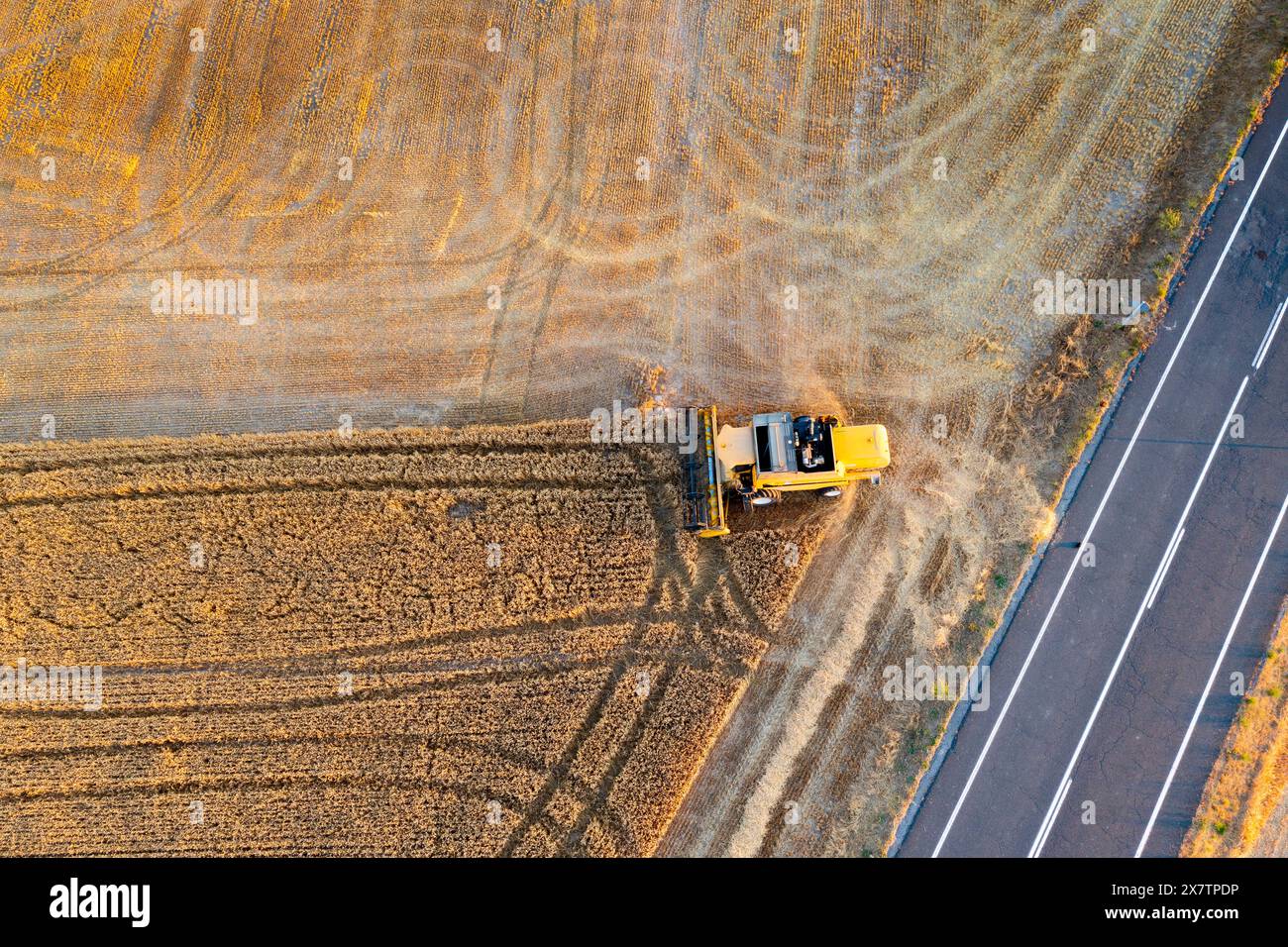 Aerial view of combine harvesting wheat harvest in summer. Torralba del ...