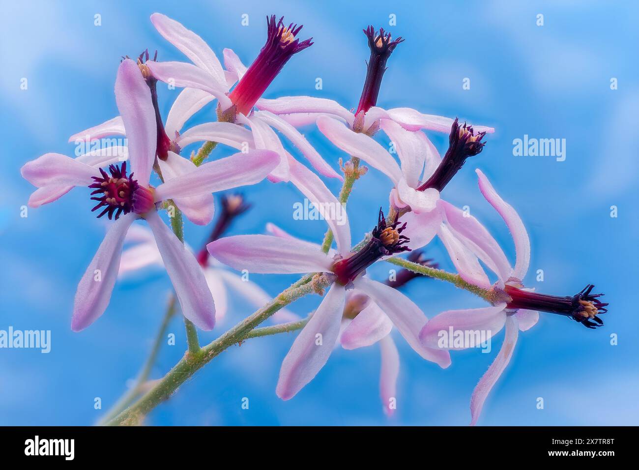 Chinaberry tree hi-res stock photography and images - Alamy