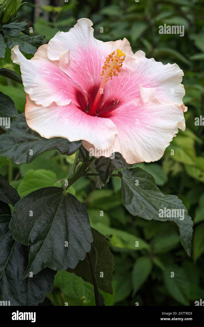 Chinese hibiscus or Hawaiian hibiscus, variety. Hibiscus rosa-sinensis ...