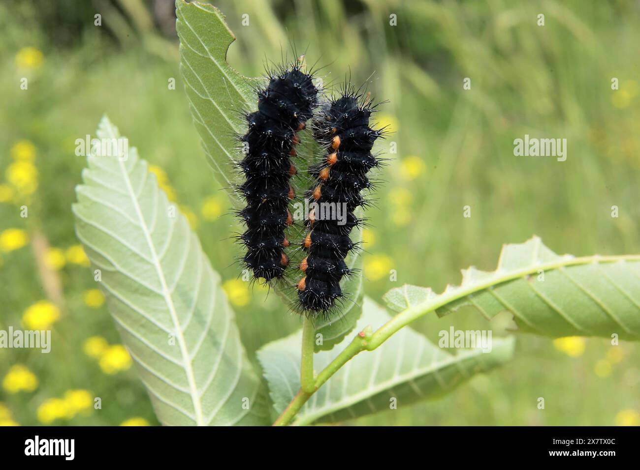 Larve peacock butterflies hi-res stock photography and images - Alamy