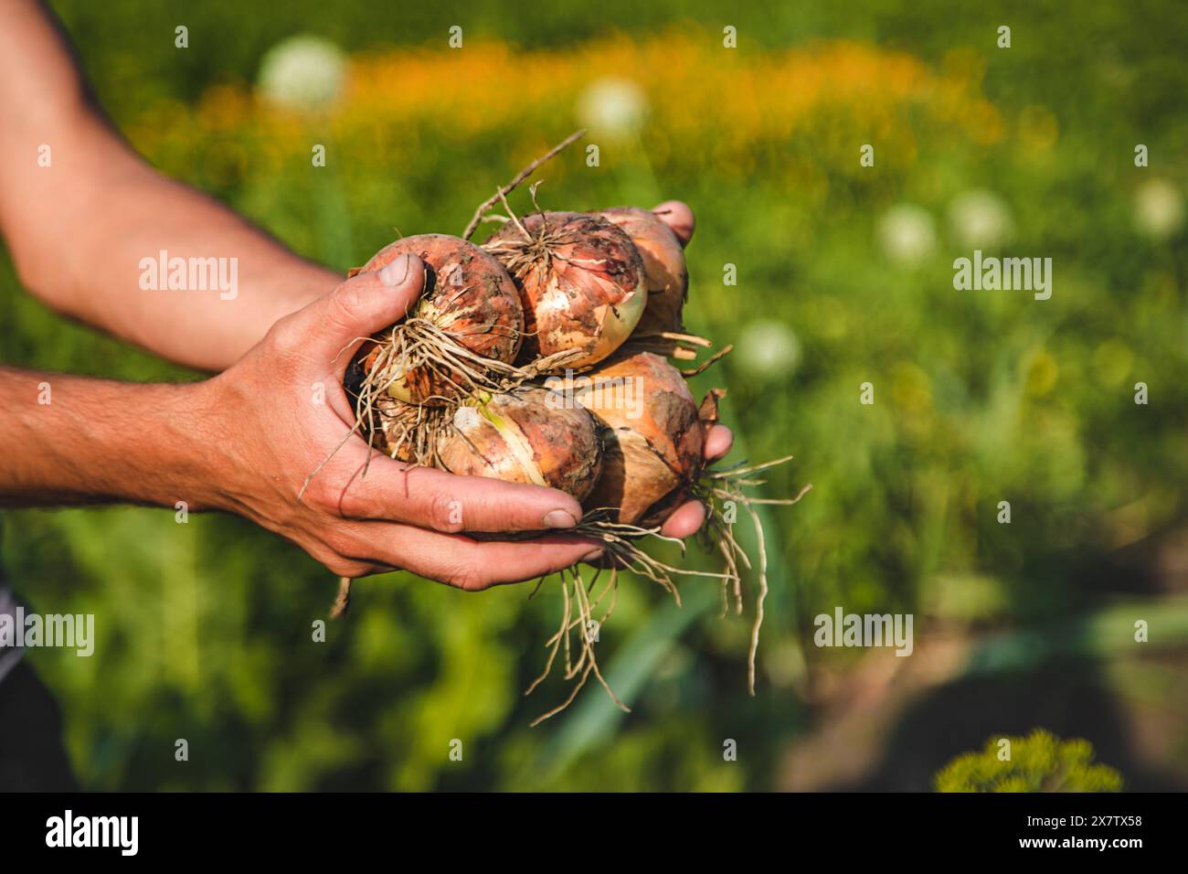 Man farmer harvests onions in hi-res stock photography and images - Alamy