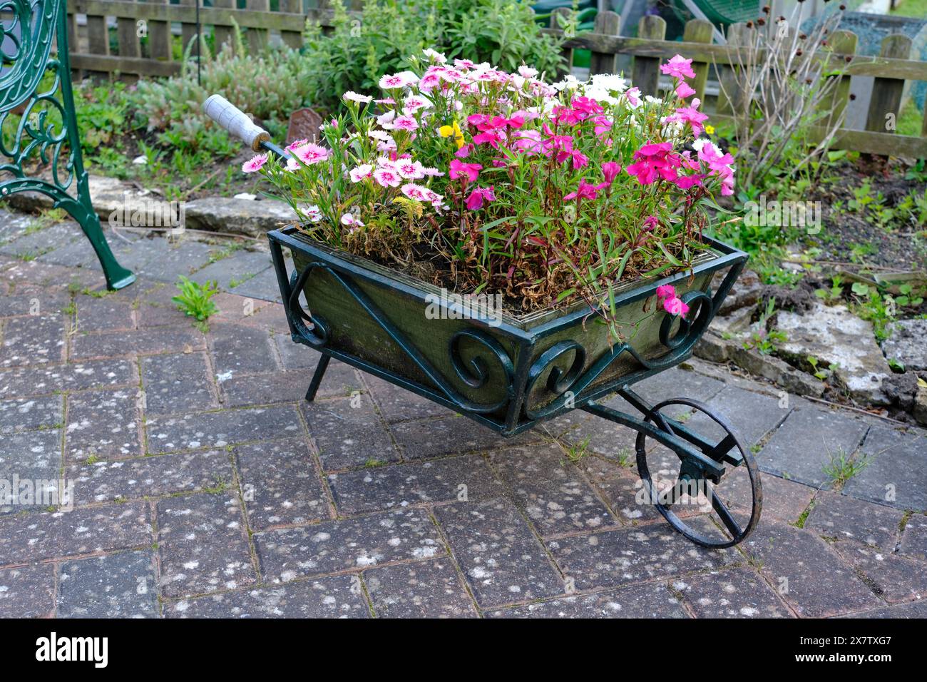 Flowers growing in a wheel barrow Stock Photo - Alamy