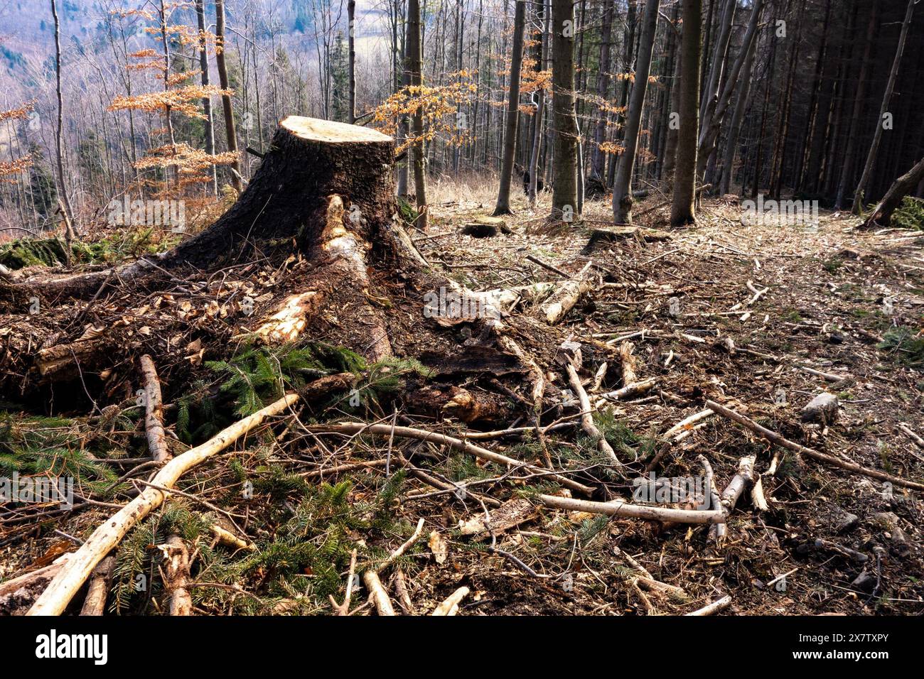Damaged forest after extensive logging with remaining stumps Stock ...