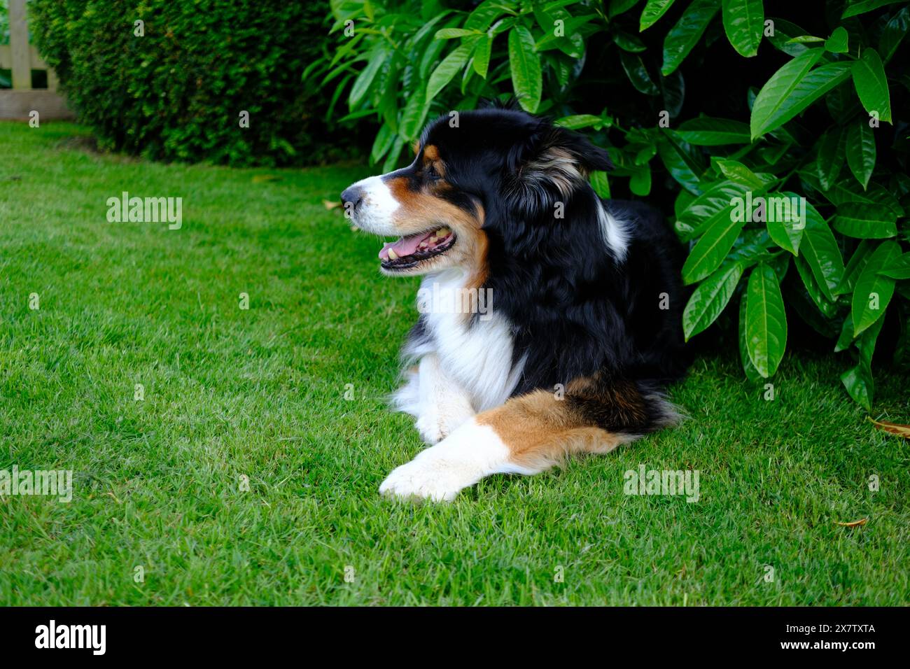 English shepard dog hi-res stock photography and images - Alamy
