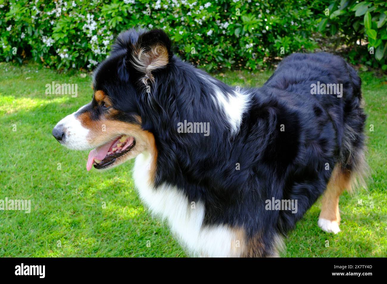 Australian Shepard dog Stock Photo - Alamy