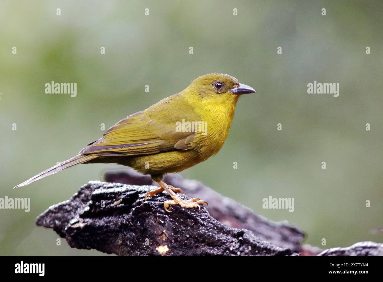 Olive-green Tanager (Orthogonys chloricterus) perched on a trunk Stock ...