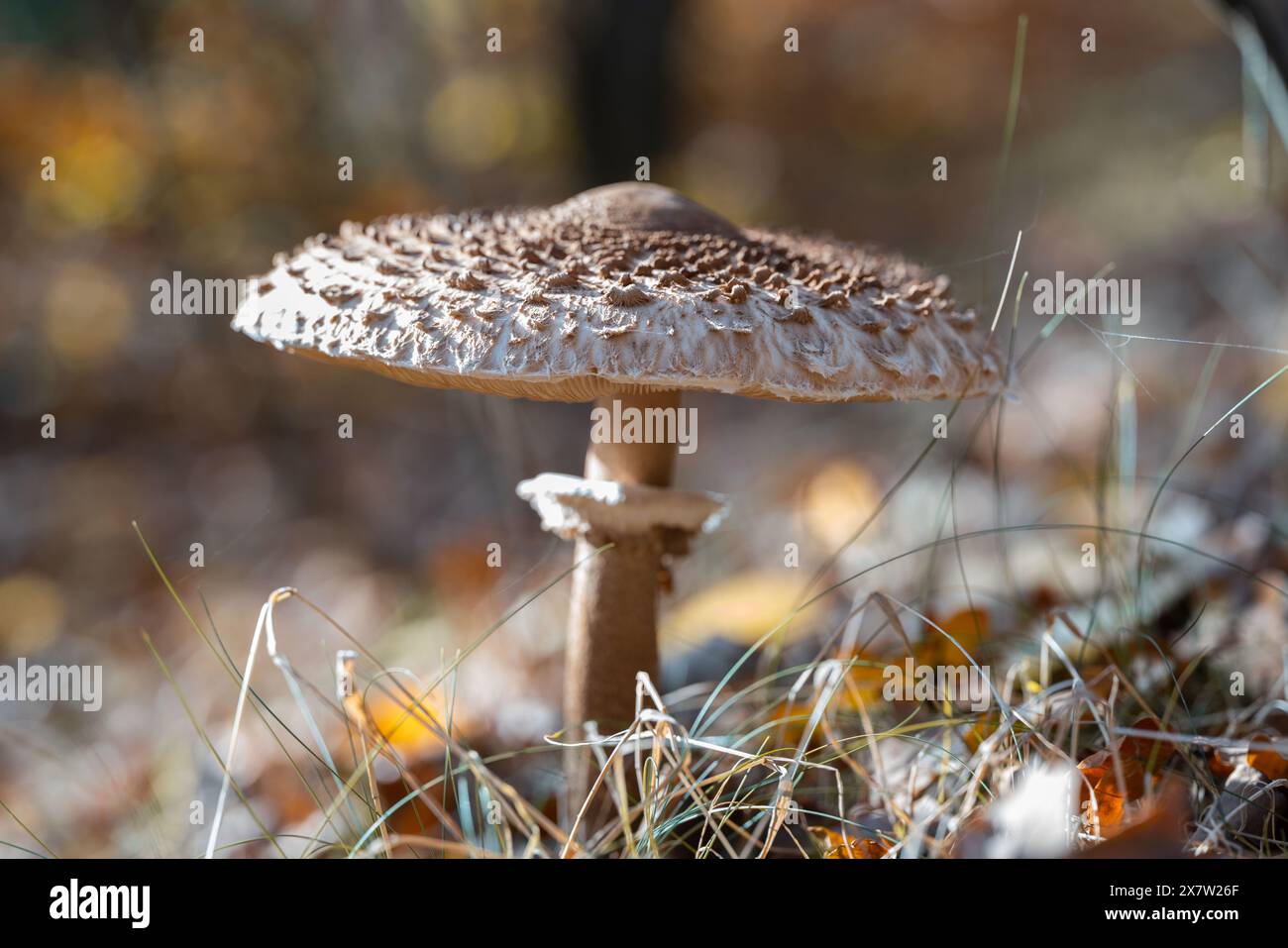 Common giant parasol in the evening sun Stock Photo - Alamy
