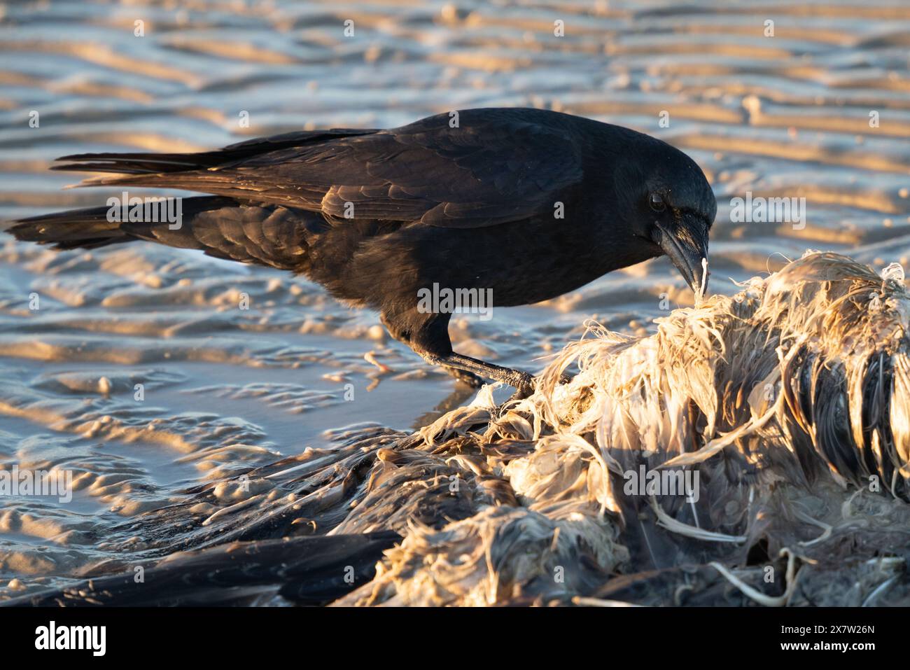 Sound crow eating ass on the beach Stock Photo - Alamy