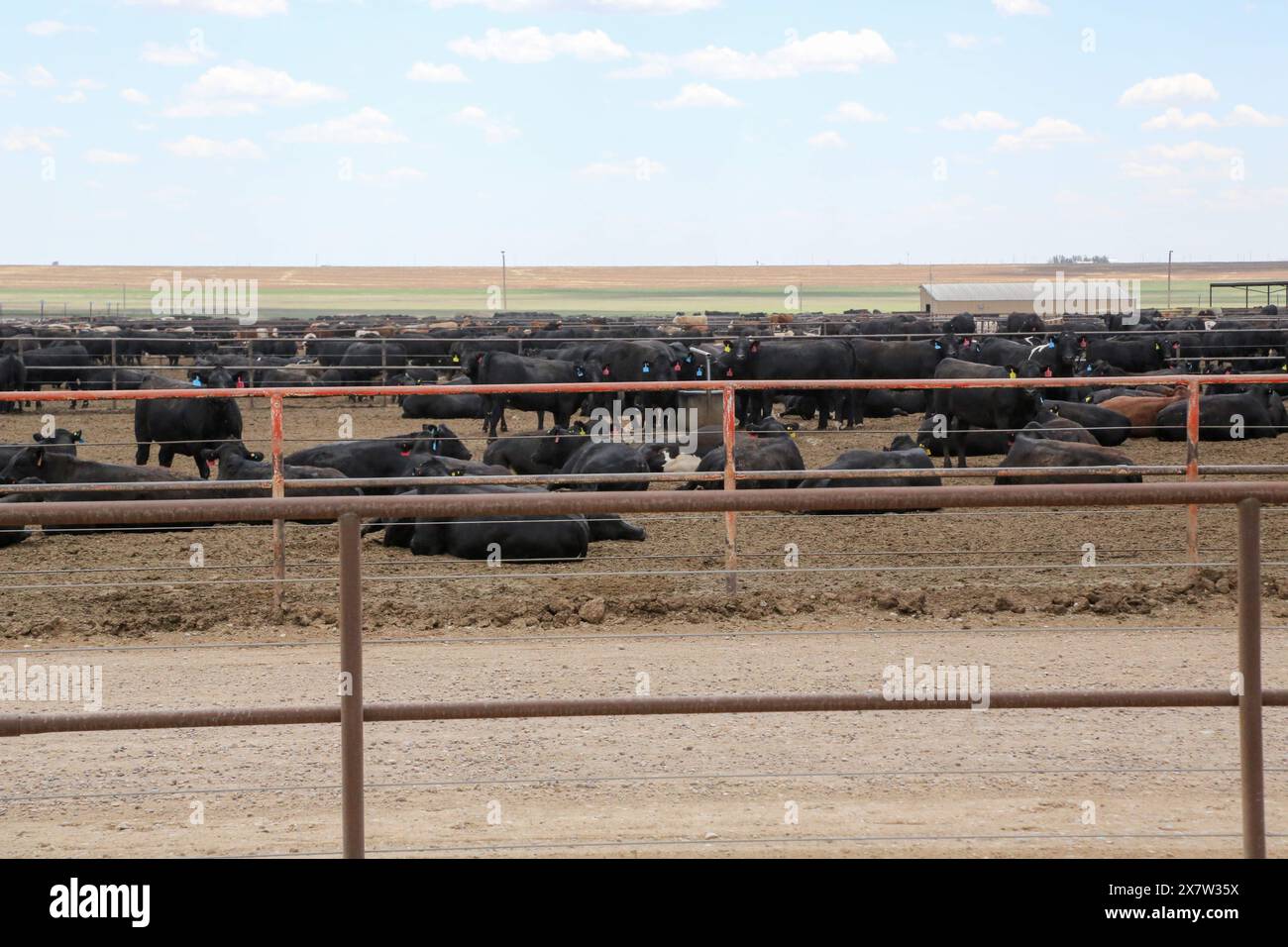Cattle are concentrated in feedlots along I-40 near Bushland, Texas, in ...