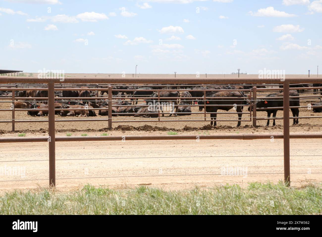 Cattle are concentrated in feedlots along I-40 near Bushland, Texas, in ...