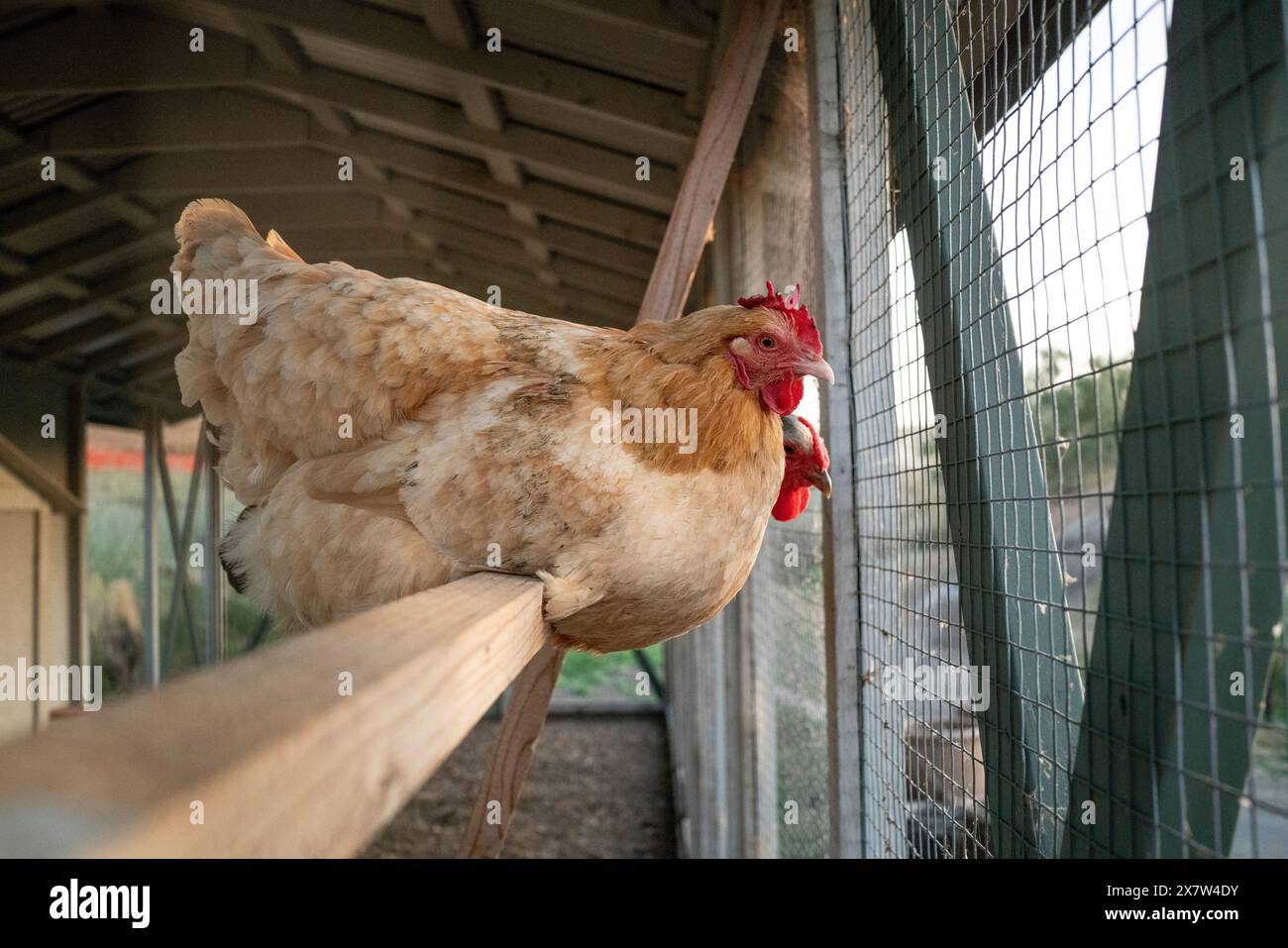 Chickens on roosting on perch in coop Stock Photo - Alamy