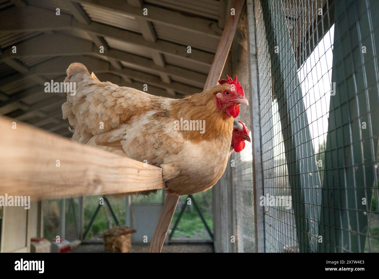 Chickens in flock on farm hi-res stock photography and images - Alamy