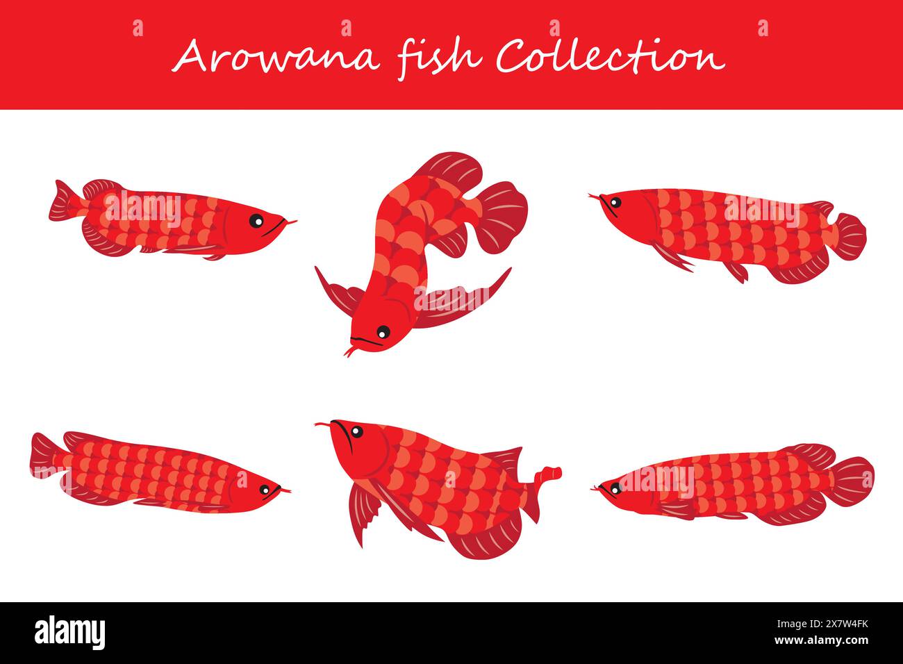 arowana fish collection. arowana fish in different poses. Vector ...