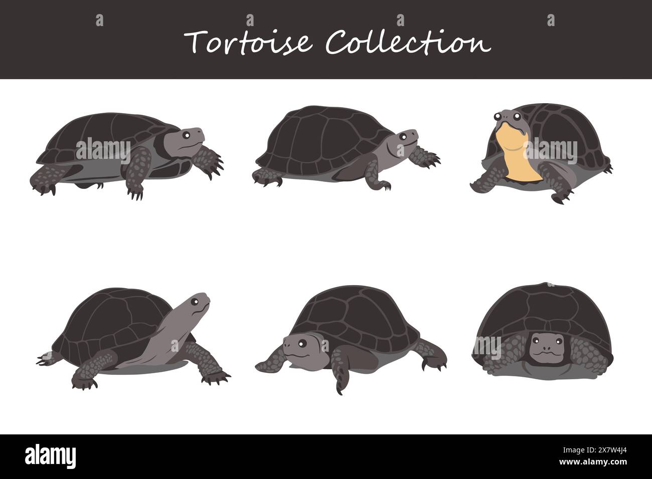 Tortoise illustration hi-res stock photography and images - Alamy