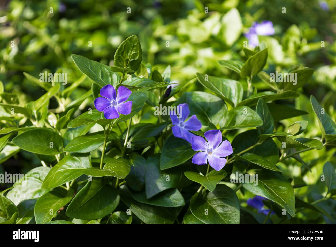 Blossom of bright bigleaf periwinkle in spring. Detail of the blue ...