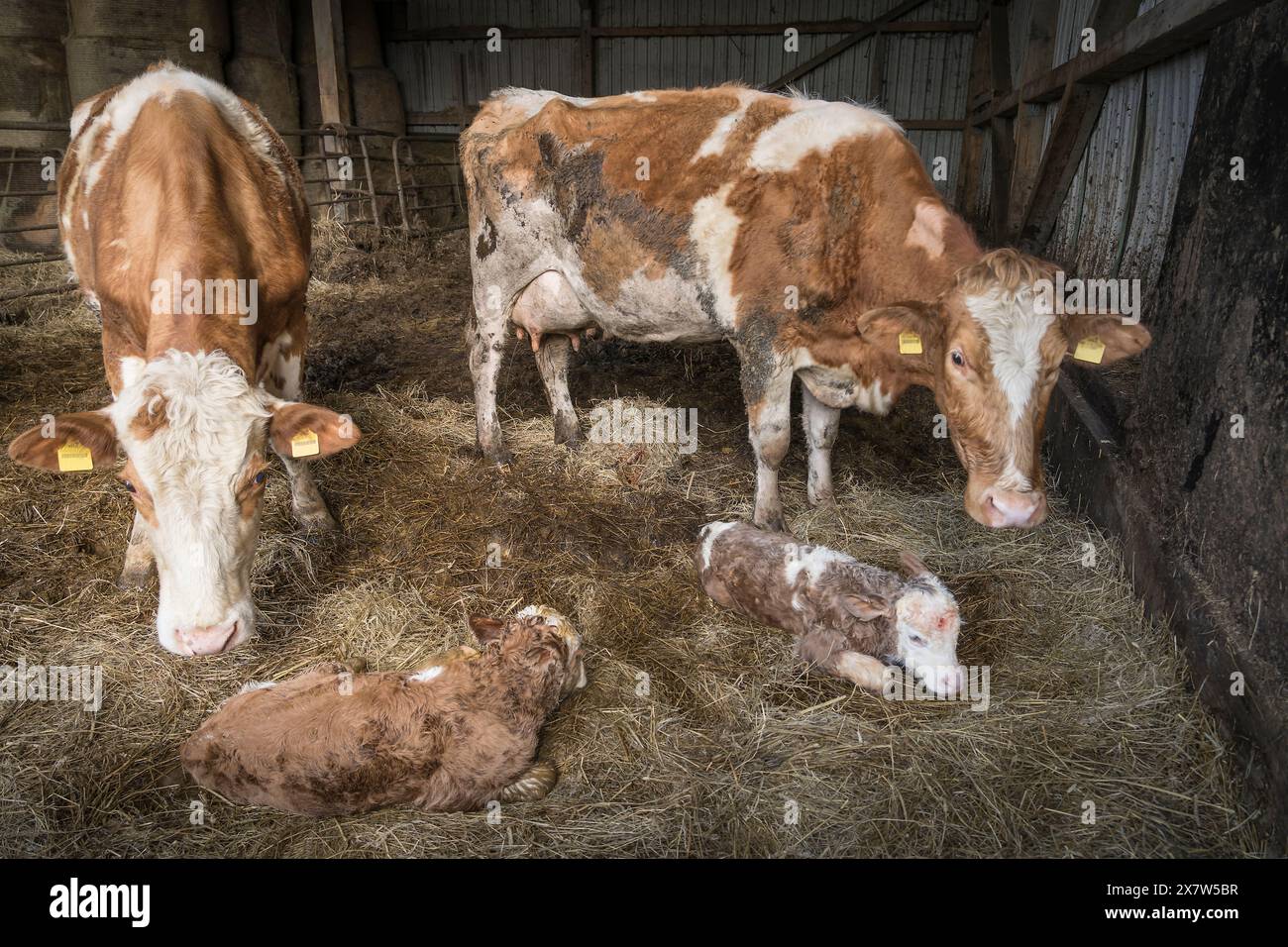 Young twin sister and brother hi-res stock photography and images - Alamy