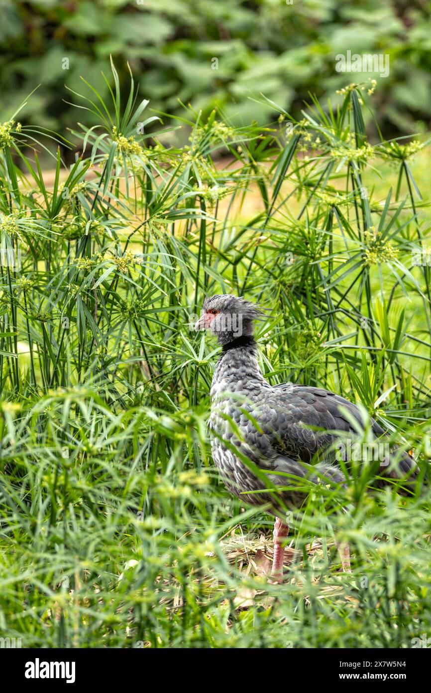 The Southern Screamer, native to South America, feeds on aquatic plants ...
