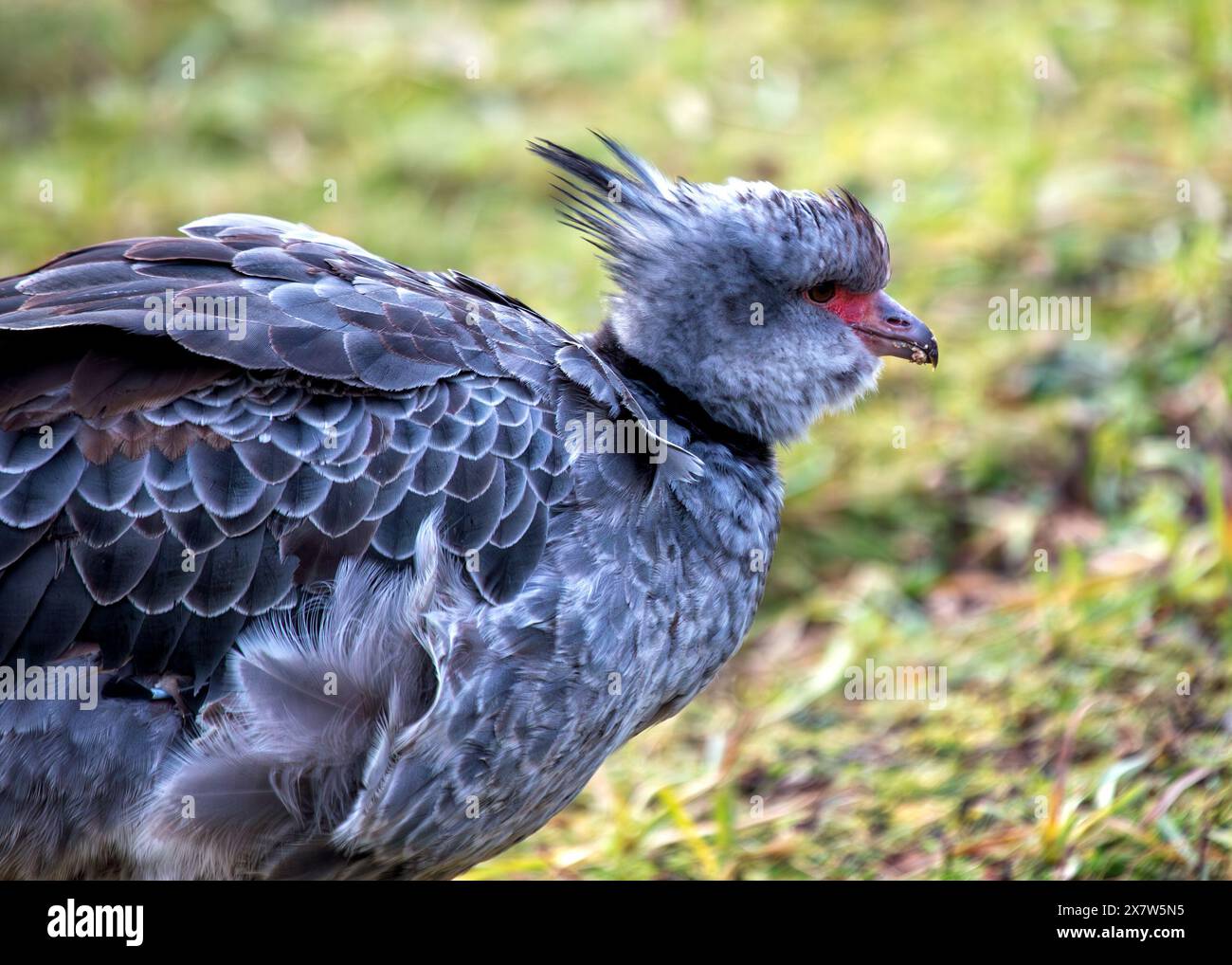 The Southern Screamer, native to South America, feeds on aquatic plants ...