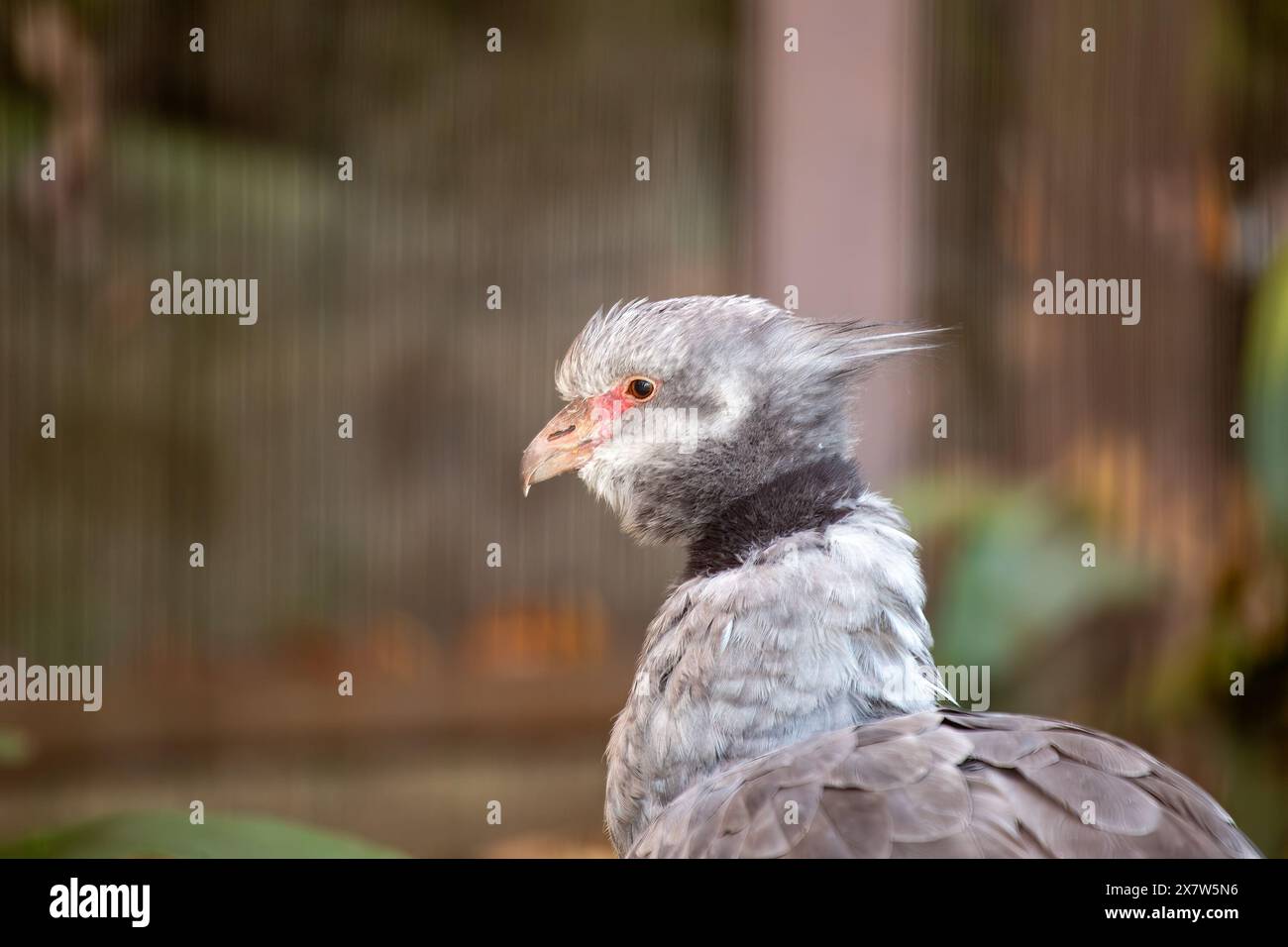 The Southern Screamer, native to South America, feeds on aquatic plants ...