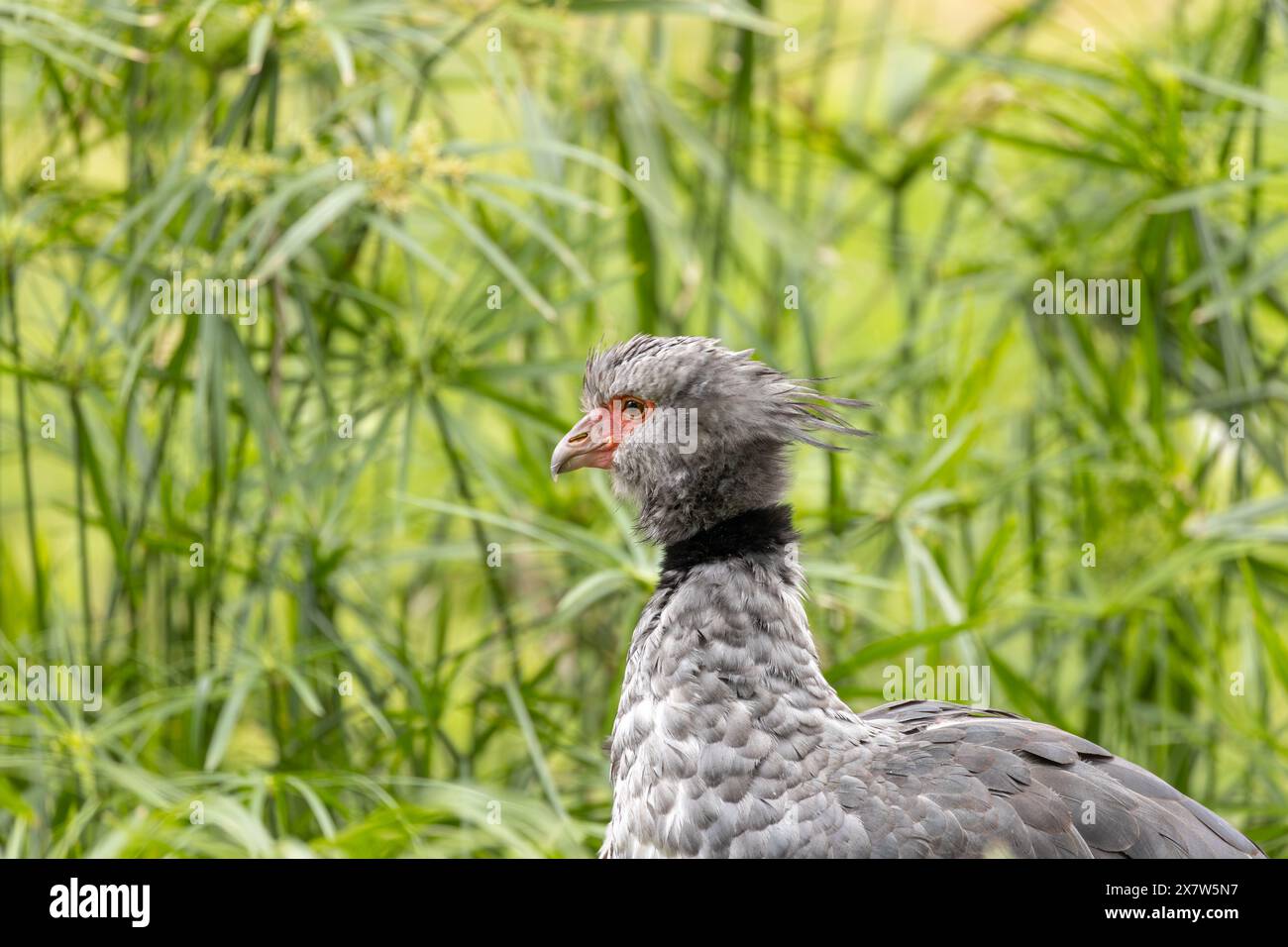 The Southern Screamer, native to South America, feeds on aquatic plants ...