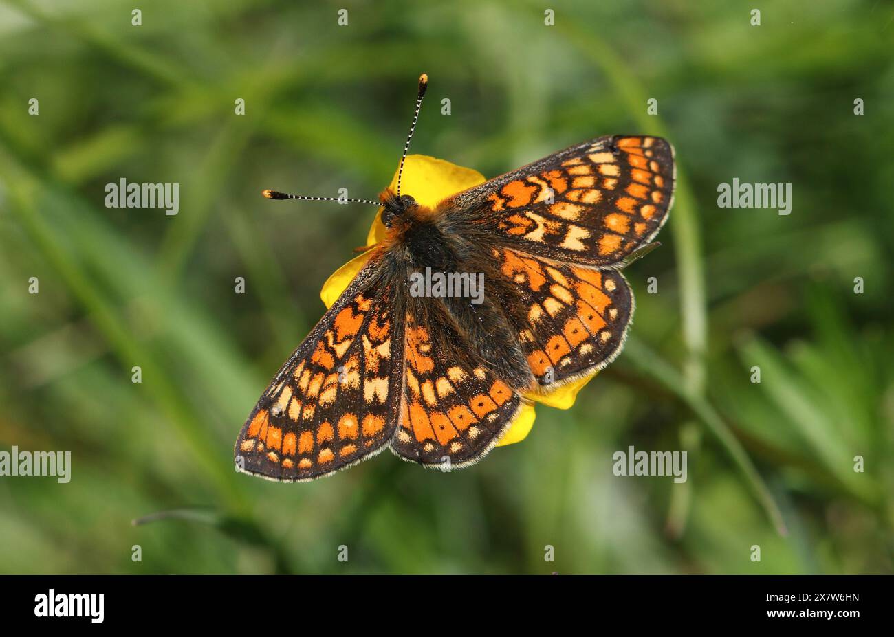 A stunning rare Marsh Fritillary Butterfly, Euphydryas aurinia ...